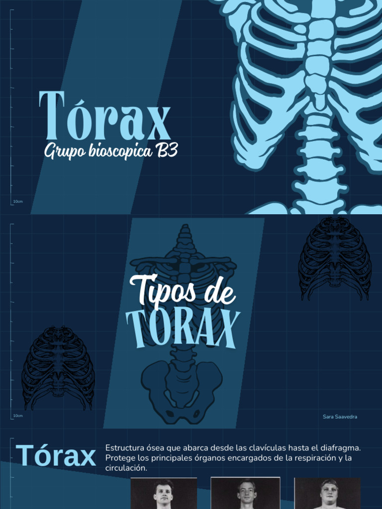 Torax Bioscopica B3 | PDF | Tórax | Sistema musculoesquelético