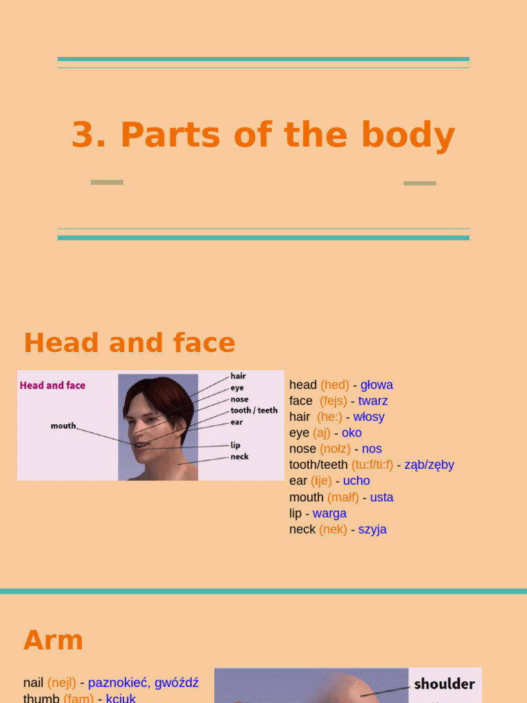 Parts of The Body | PDF