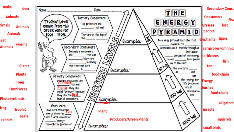 Energy Pyramid Doodle Drag and Drop | PDF