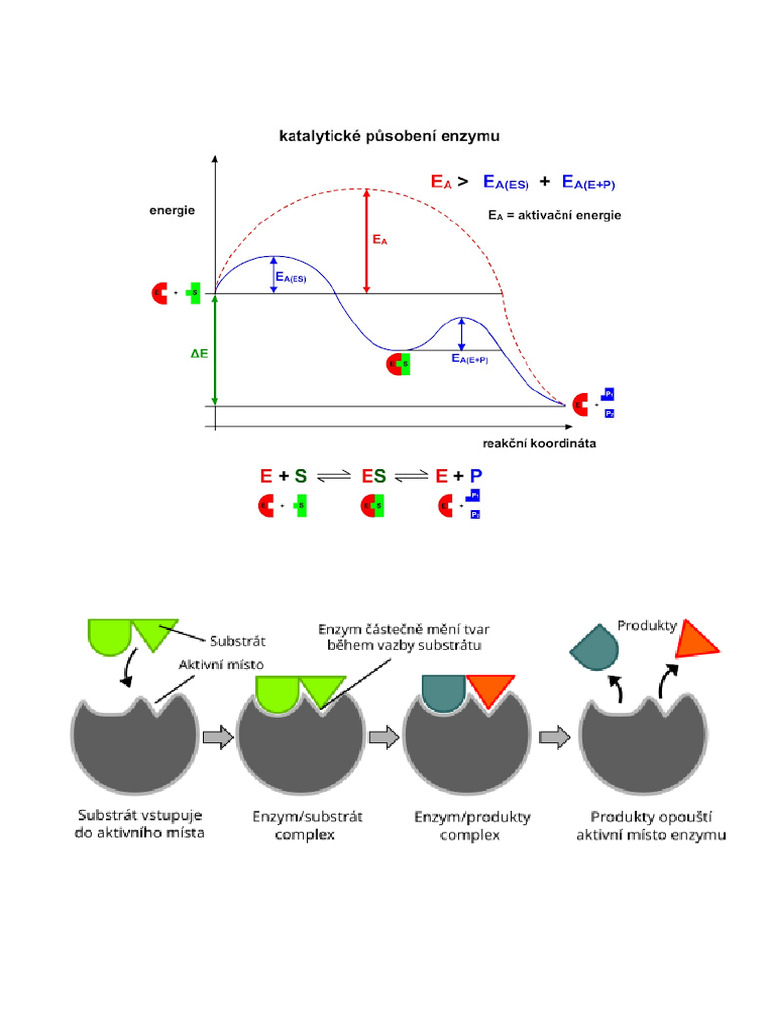 Enzymy | PDF