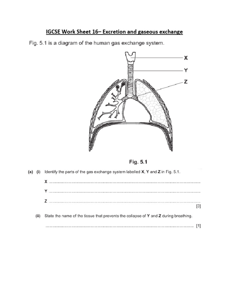 IGCSE Work Sheet 16 (Revision2) | PDF