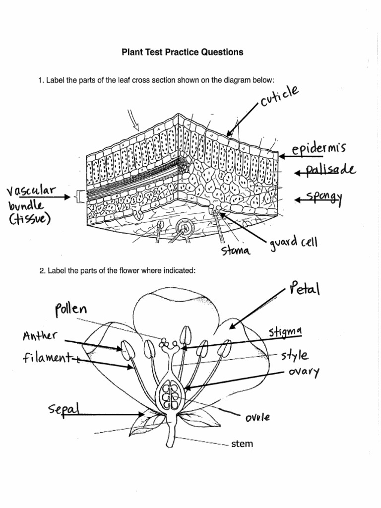 Test Practice Answers Pdf