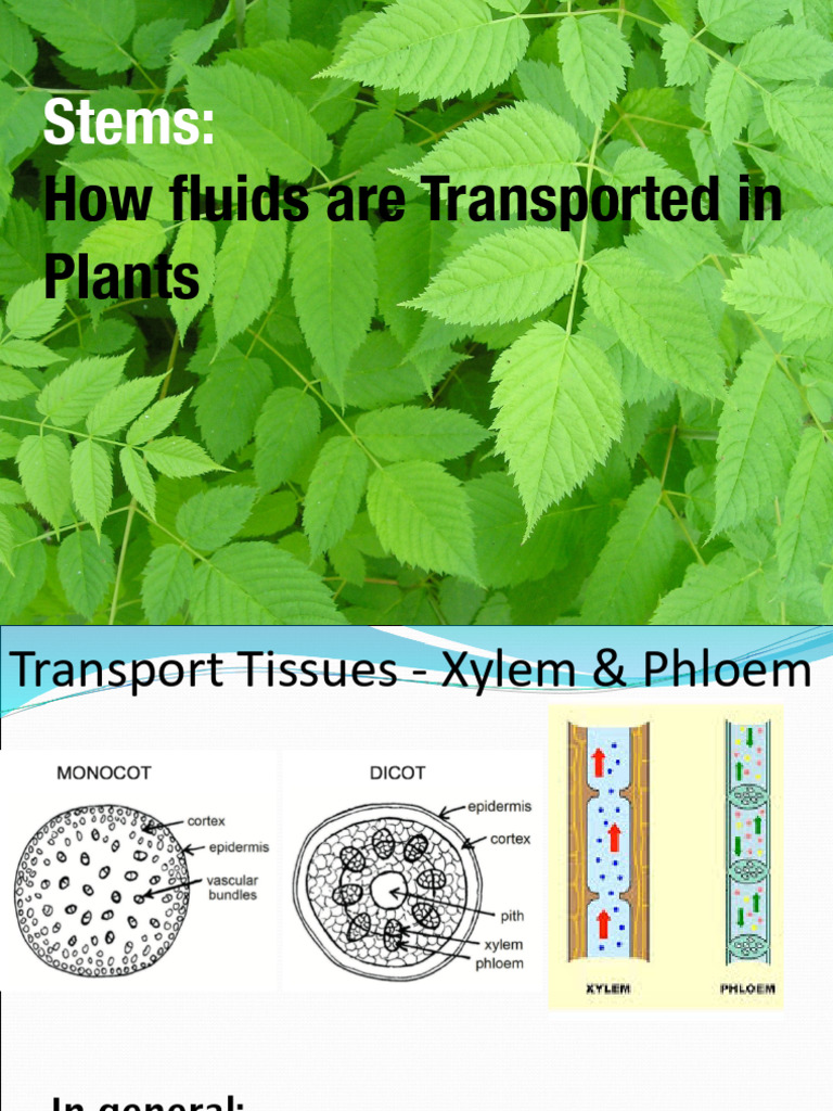 Xylem vs Phloem: Key Differences | PDF | Plant Stem | Root