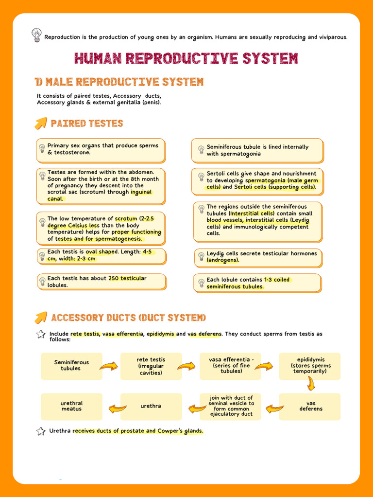 Human Reproduction CLASS 12 | PDF | Menstrual Cycle | Testicle