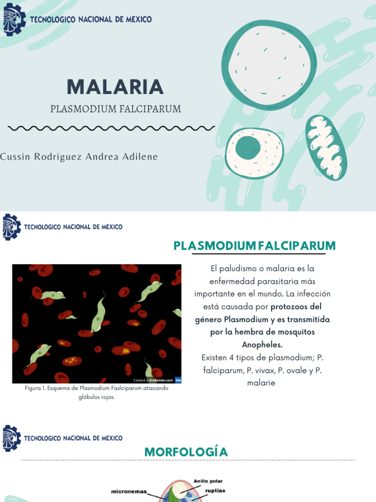 Plasmodium Falciparum y Malaria | PDF