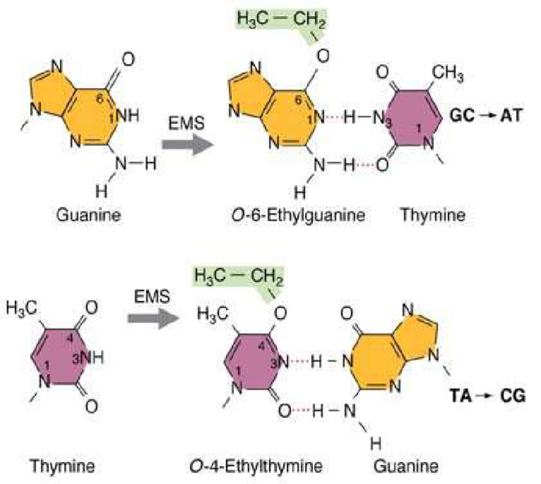 EMS Mechanism | PDF