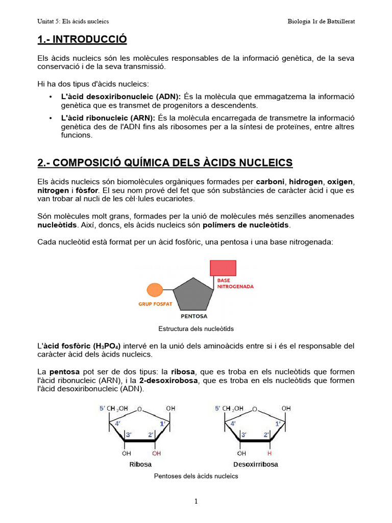 Dossier Teoria Unitat 5 - Àcids Nucleics | PDF