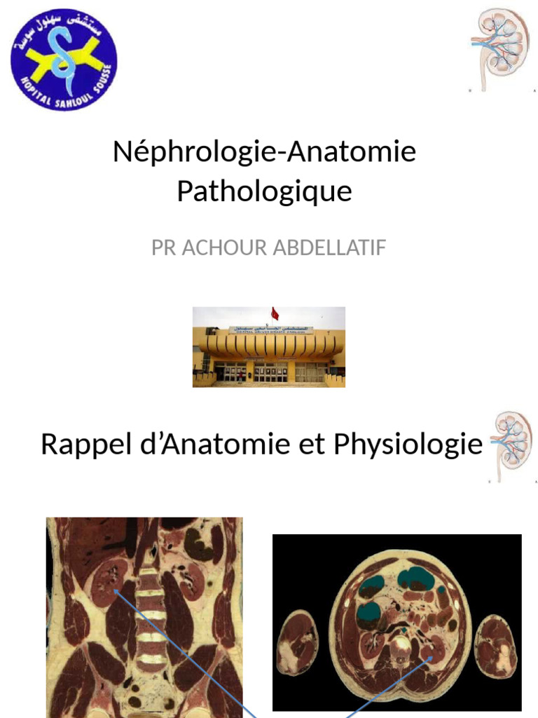 Glomérule en Pain à Cacheter | PDF | Système génito-urinaire | Organe
