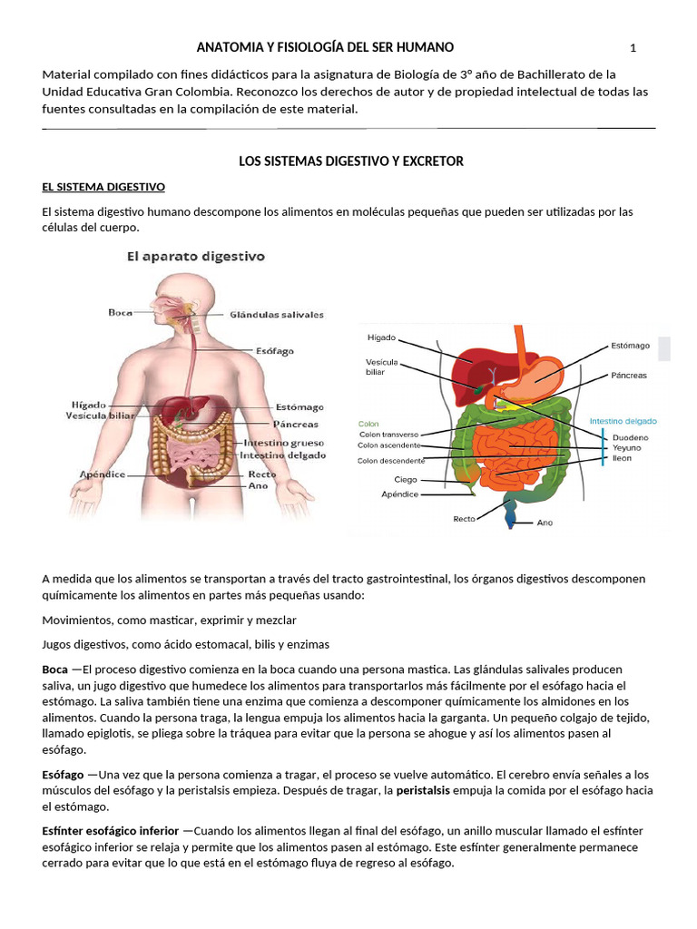 Sisteama Digestivo y Excretor | PDF | Sistema digestivo humano | Bilis
