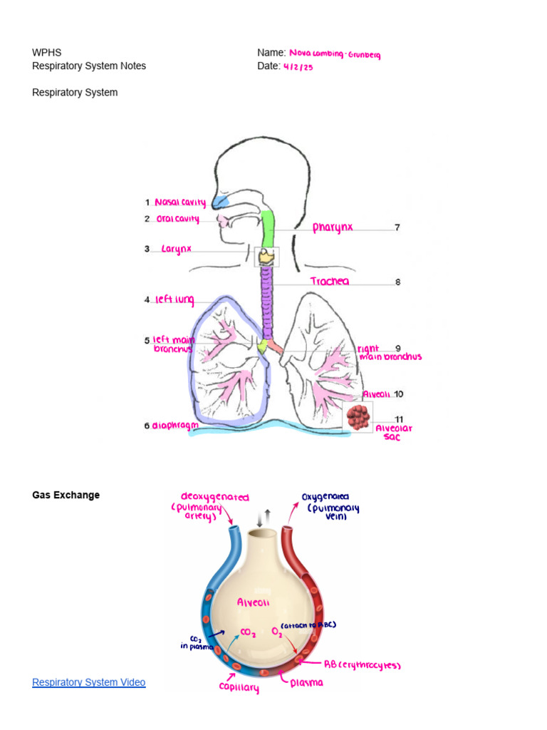 Respiratory System Structures and Functions (2) | PDF | Respiratory System | Lung