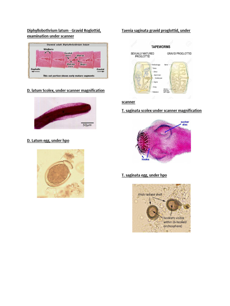 Cestodes Lab Manual | PDF
