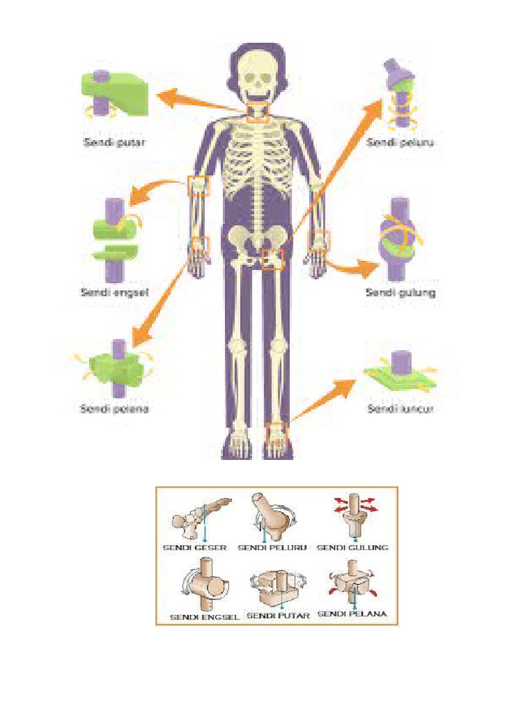 Macam - Macam Sendi Dan Letaknya | PDF