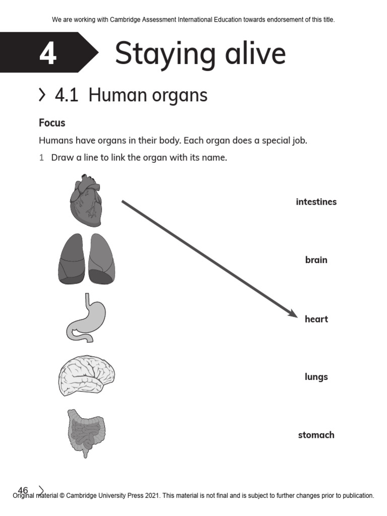 Unit 4 - Science - Stage 3 - Workbook | PDF | Reptile | Turtle