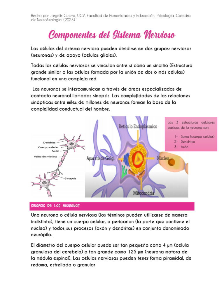 Neuronas | PDF | Neurona | Axon