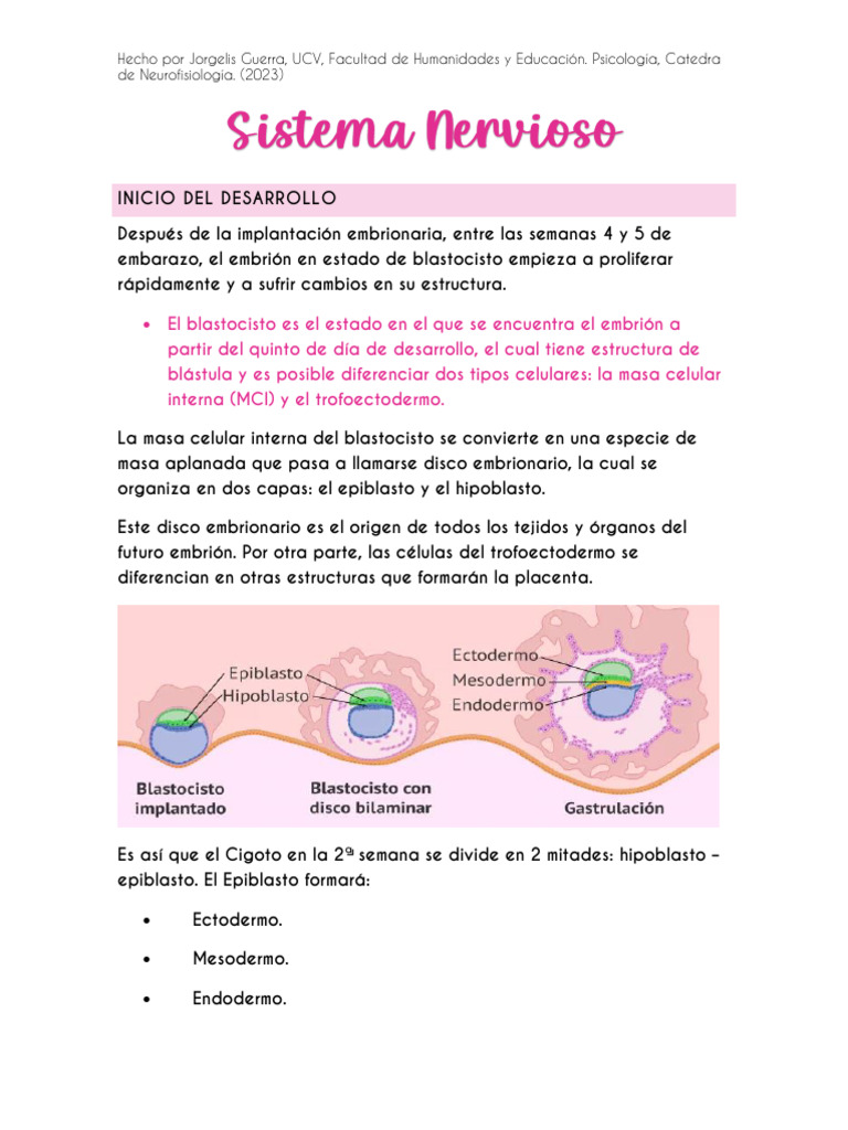 Origen Del Sistema Nervioso | PDF | Embrión | Anatomía