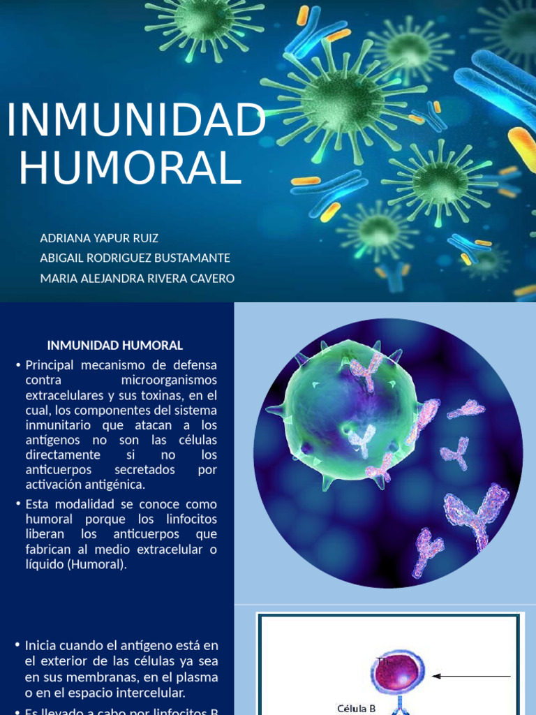 Inmunidad Humoral | PDF | Inmunidad humoral | Anticuerpo