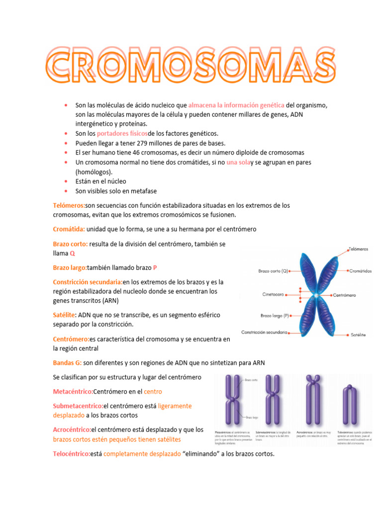 CROMOSOMAS | PDF | Cromosoma | Adn