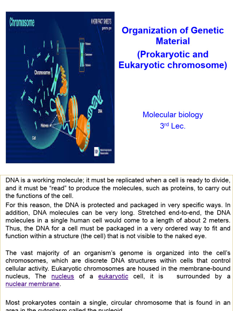 Prokaryotic and Eukaryotic genome | PDF | Histone | Dna