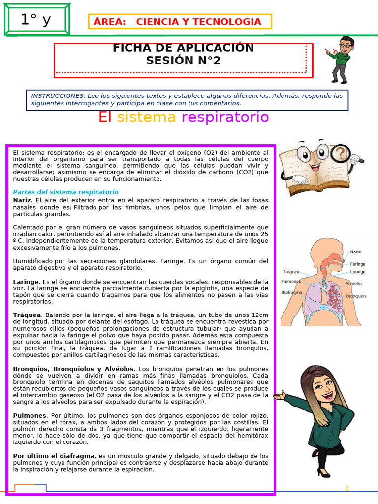 1° FICHA DE APLICACION SESION 2-SEM.2-EXP.2-CyT | PDF | Pulmón | Respiración