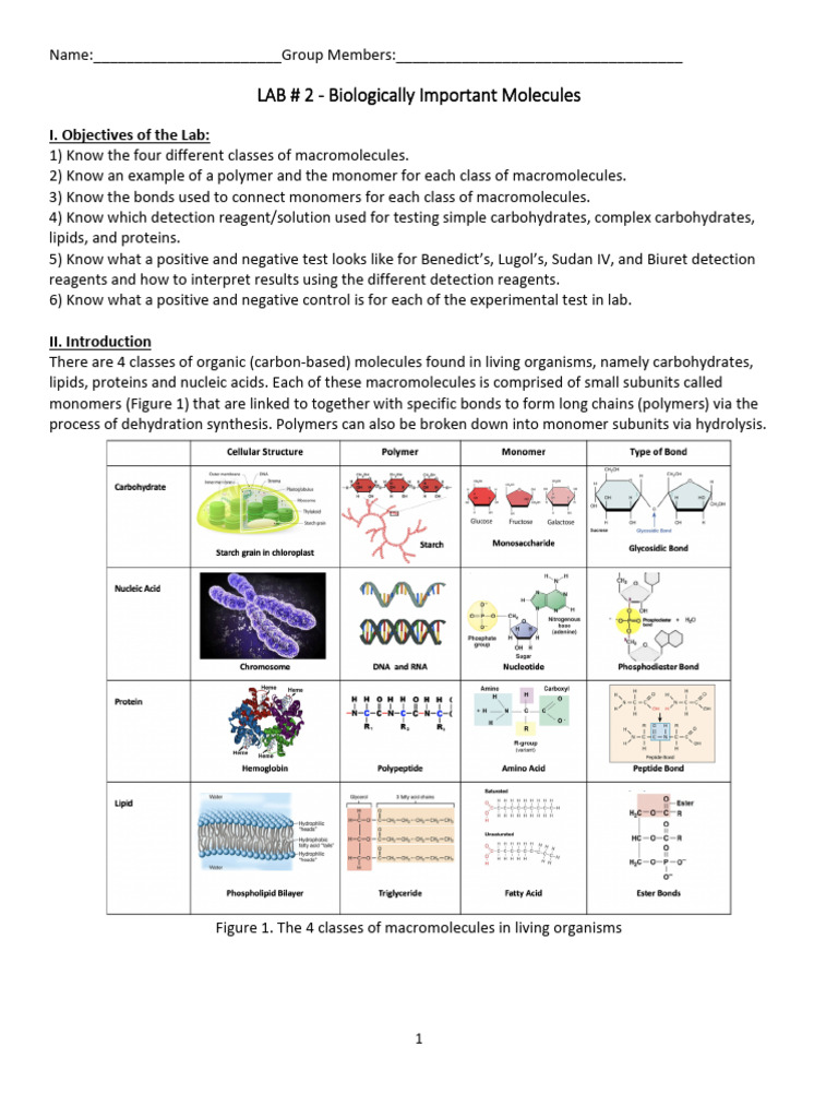 Biologically Important Molecules Printable Manual | PDF | Carbohydrates ...