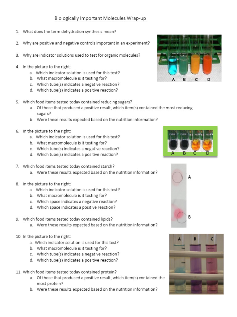 Biologically Important Molecules_Wrap Up | PDF