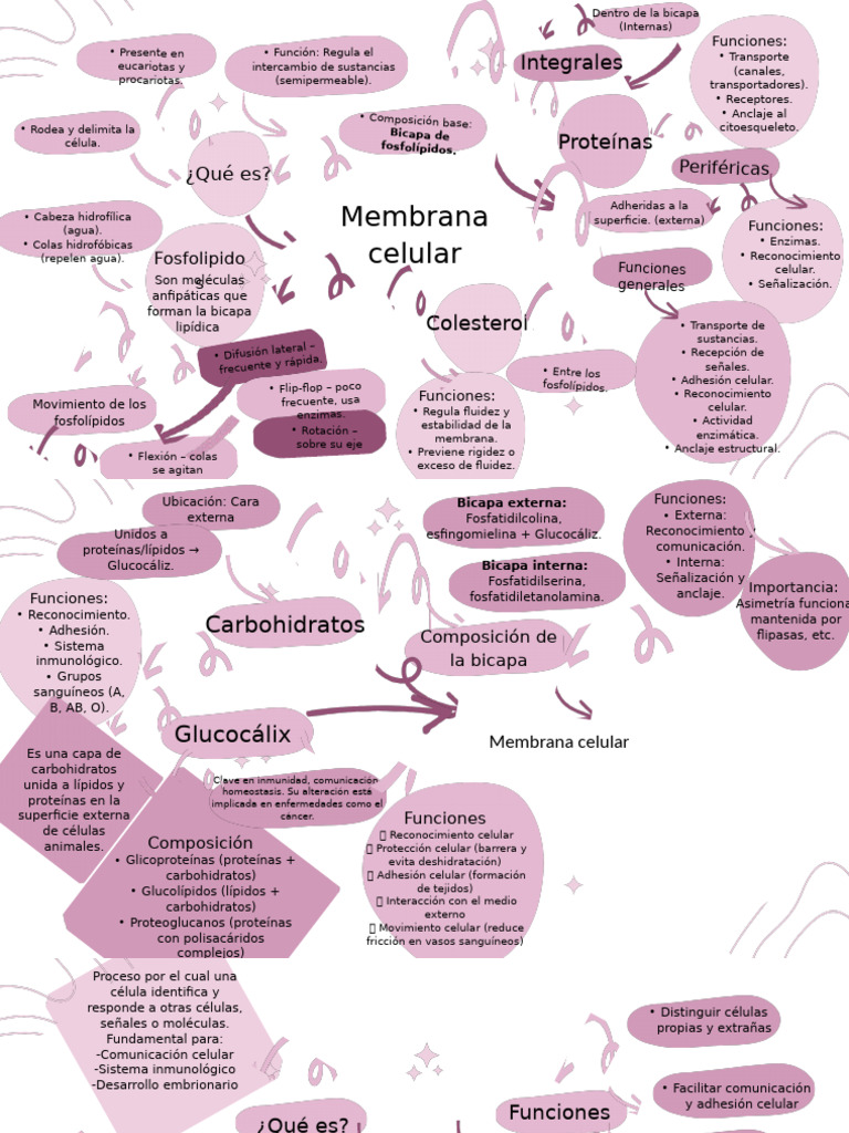 Mapa Conceptual. Karen Juliana Ledezma Chavez. Daian Stefany Monroy Murcia. Maria Fernanda Muñoz ...