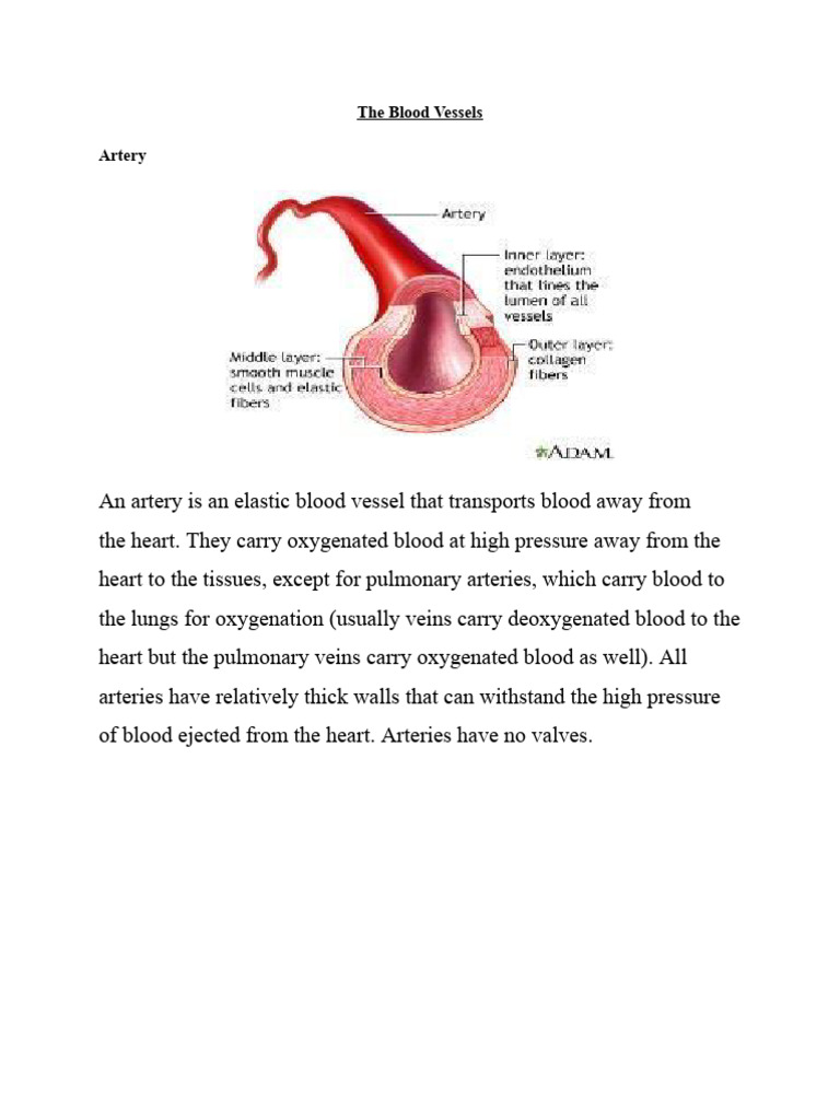 Blood Vessels Handout | PDF