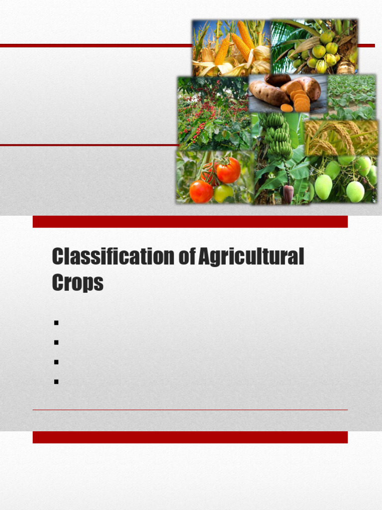 Agricultural Crop Classification Guide | PDF | Crops | Plants