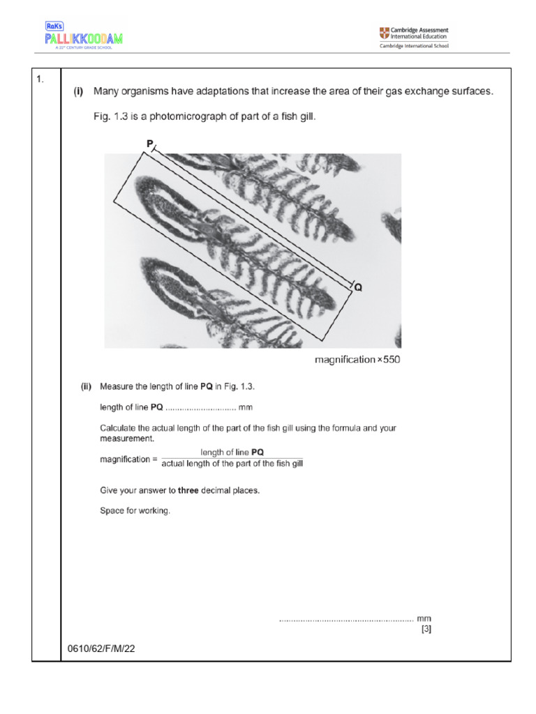 Spider Biological Drawing Instructions | PDF
