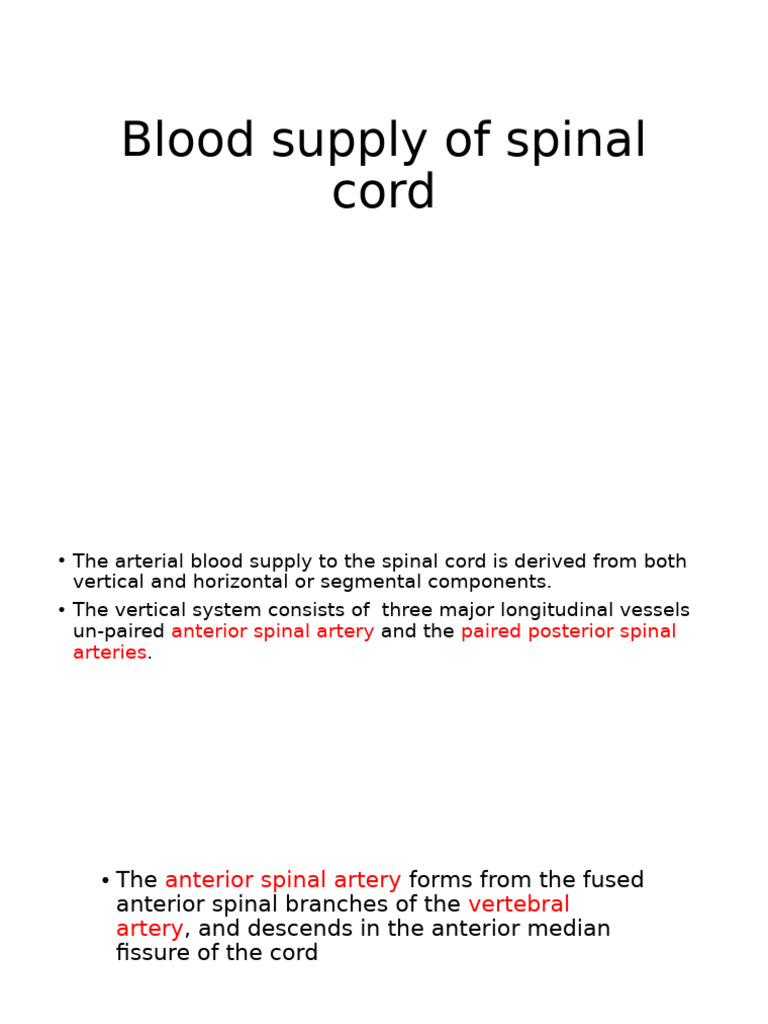 Spinal Cord Blood Supply Overview | PDF