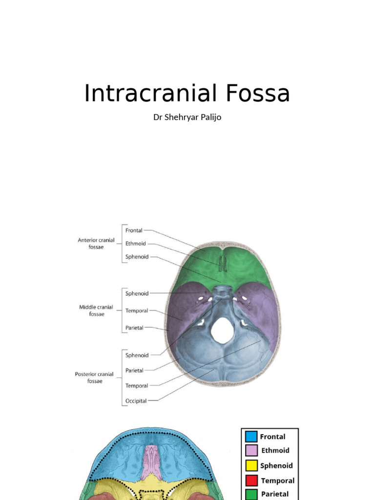 Intracranial Fossa | PDF