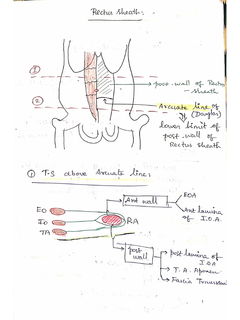 Rectus_sheath,_TL_fascia,_Spermatic_cordContent_of_ing_canal | PDF