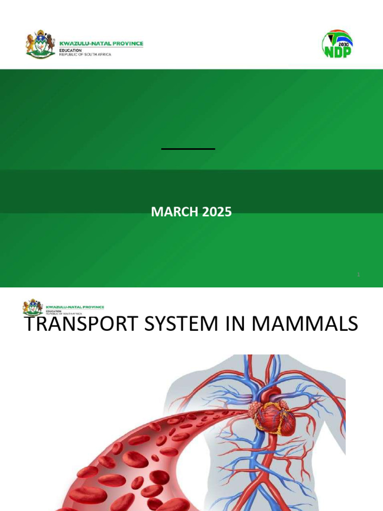 Grade 10 JIT TERM 1&2 Transport in Mammals | PDF | Atrium (Heart) | Heart Valve