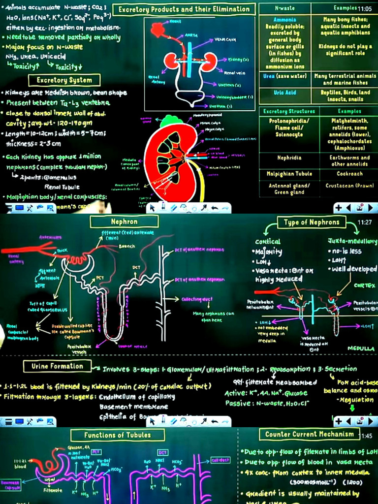Vipu Sir Excretion | PDF