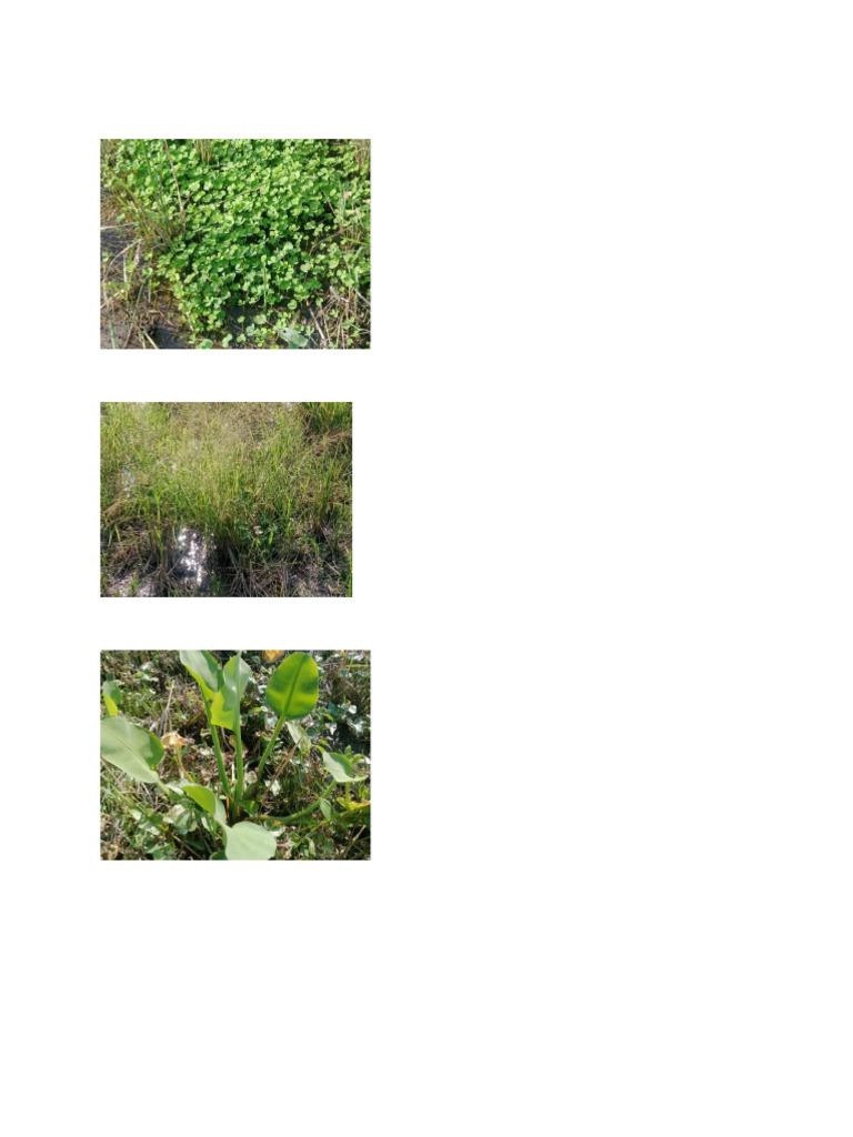 Gambar | PDF