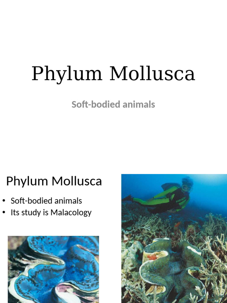BIO 004 - Phylum Mollusca Revised | PDF | Mollusca | Bivalvia
