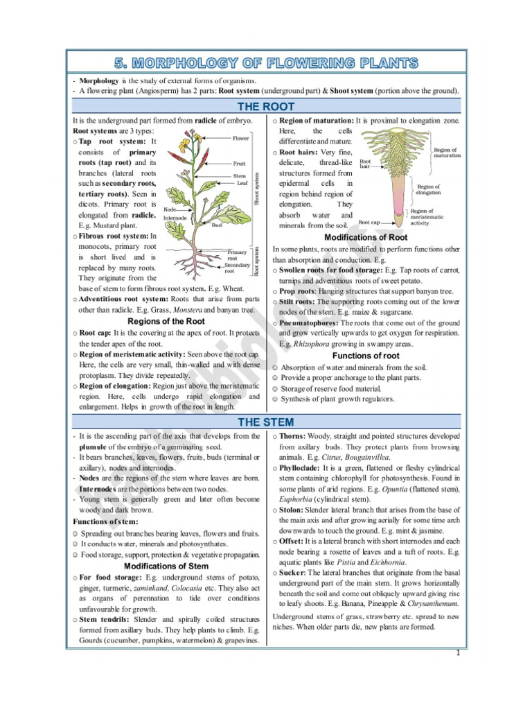 5 Morphology in Flowering Plants-Notes Pages 1-6 - Flip PDF Download ...