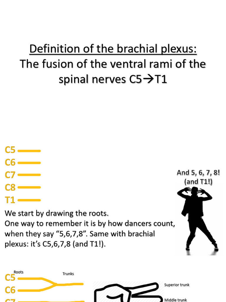 Drawing of Brachial Plexus | PDF | Human Anatomy | Neuroanatomy