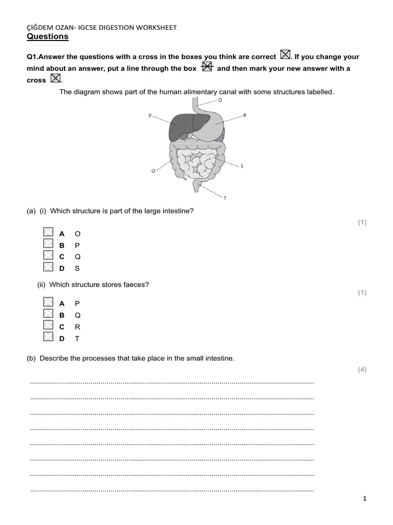Digestion Worksheet | PDF | Digestion | Gastrointestinal Tract