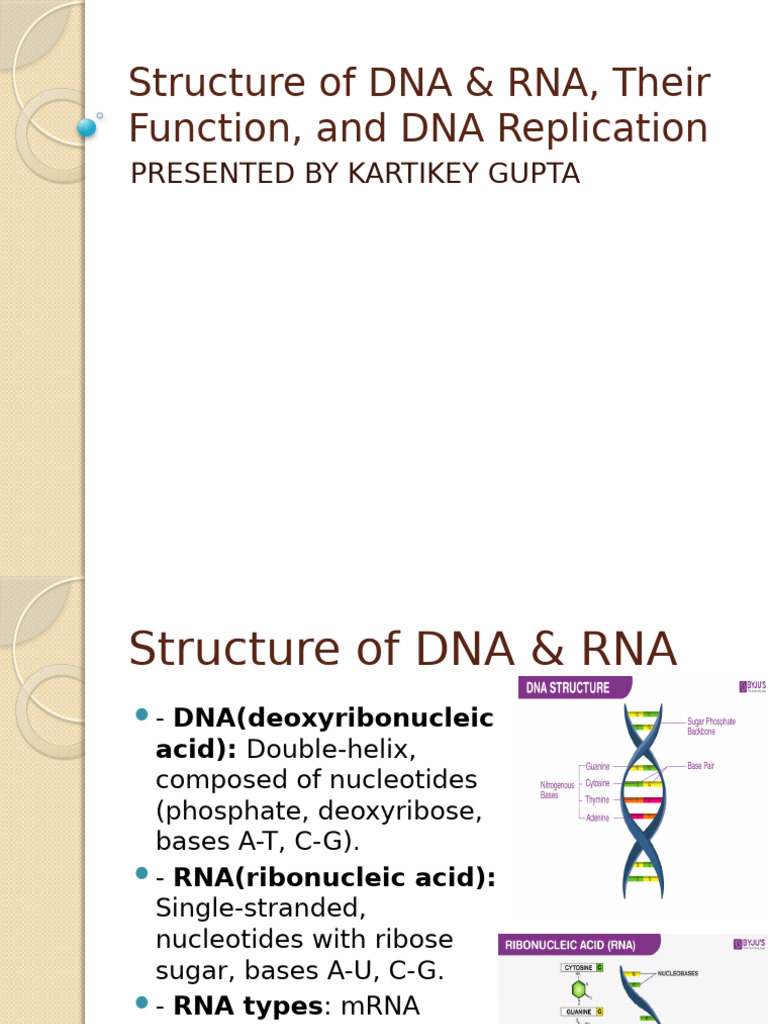 DNA & RNA Structure, Function, Replication | PDF