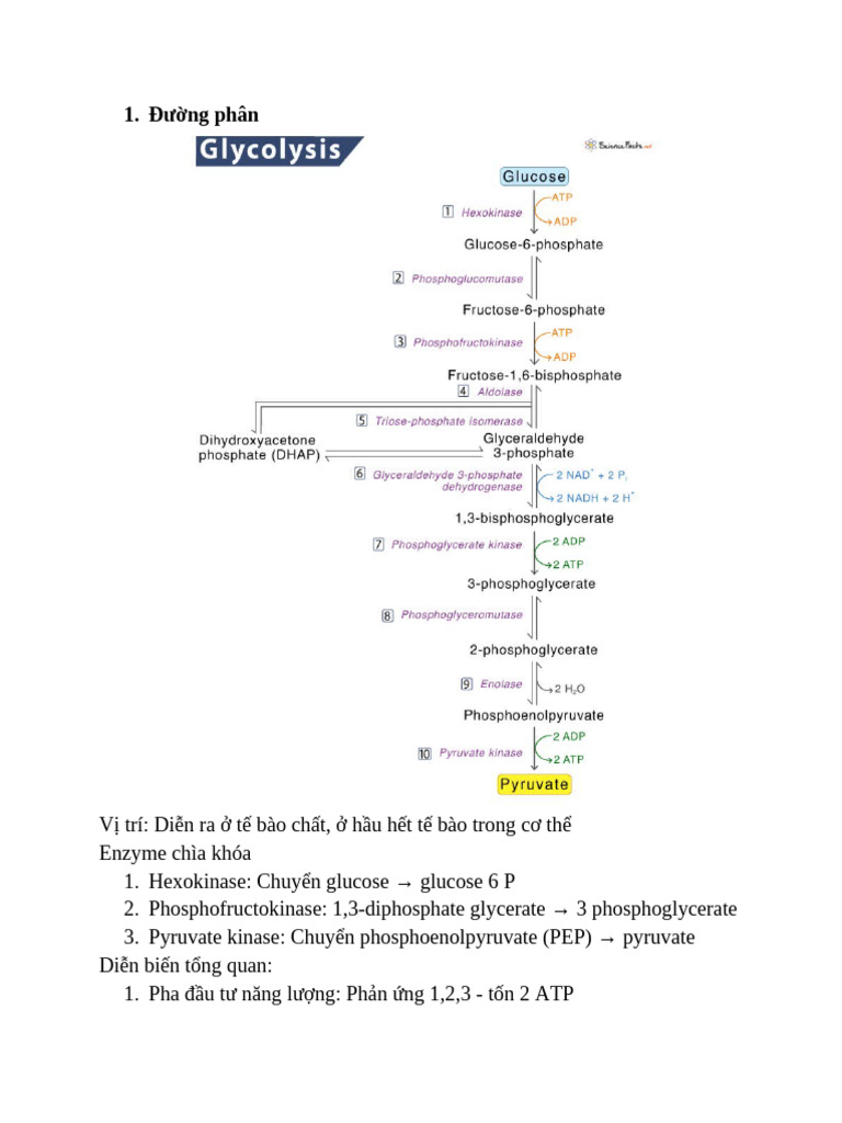 Hóa Sinh - Gi A Kì | PDF