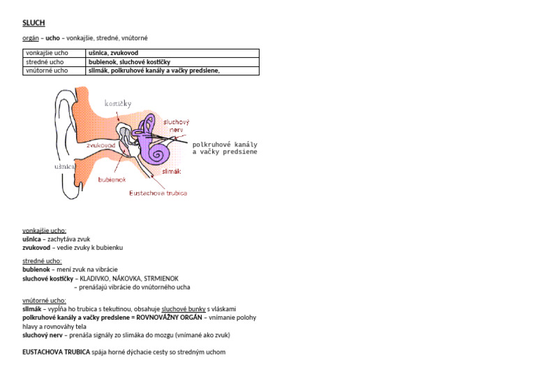 Sluch Poznámky | PDF