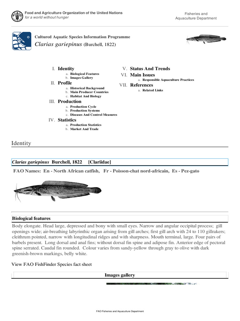 Clarias gariepinus Aquaculture Guide | PDF | Aquaculture | Fish