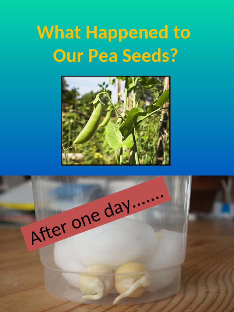 What Seeds Need To Grow | PDF