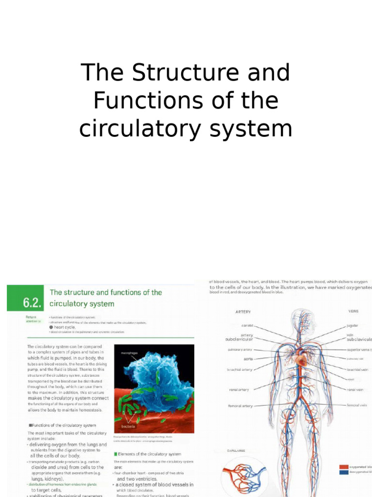 The Structire and Functionsof The Circulatory System | PDF