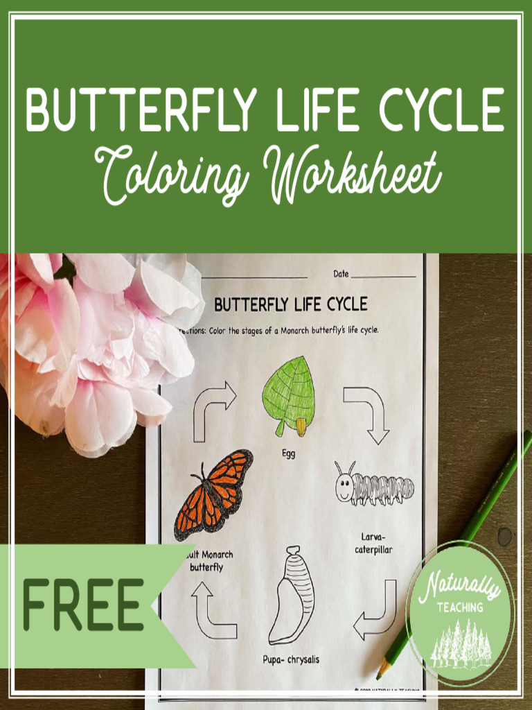 Coloring Worksheet: Butterfly Life Cycle | PDF | Butterfly | Pupa
