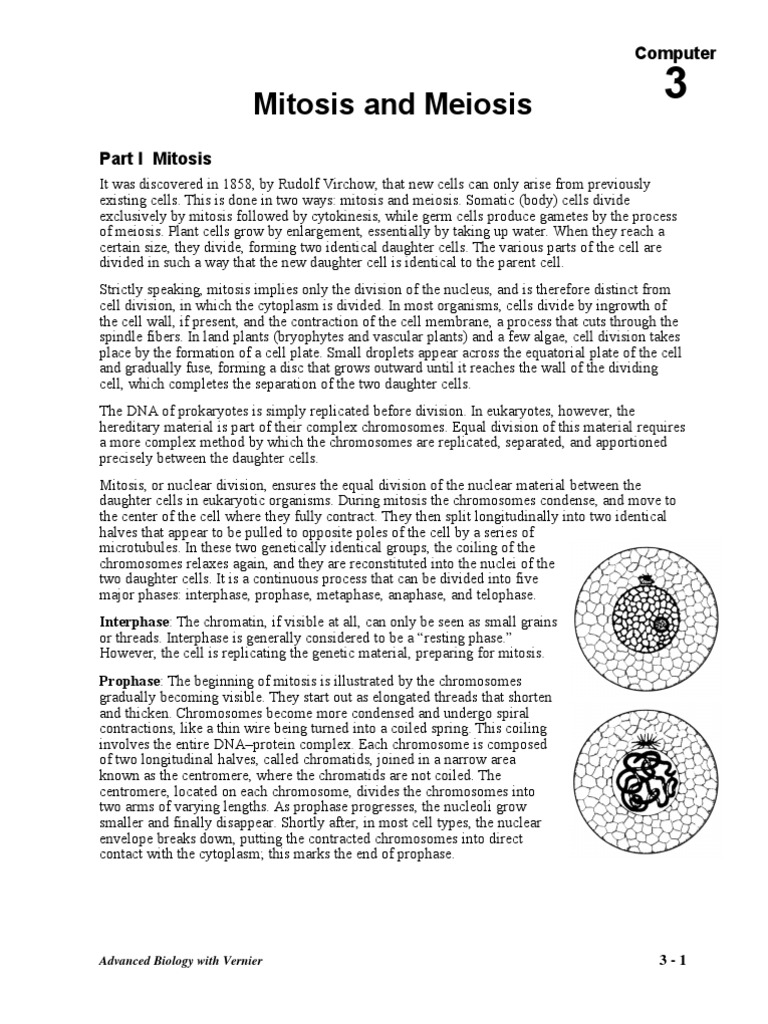 03 Mitosis and Meiosis | PDF
