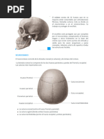 Suturas Del Cráneo | PDF | Cráneo | Anatomía