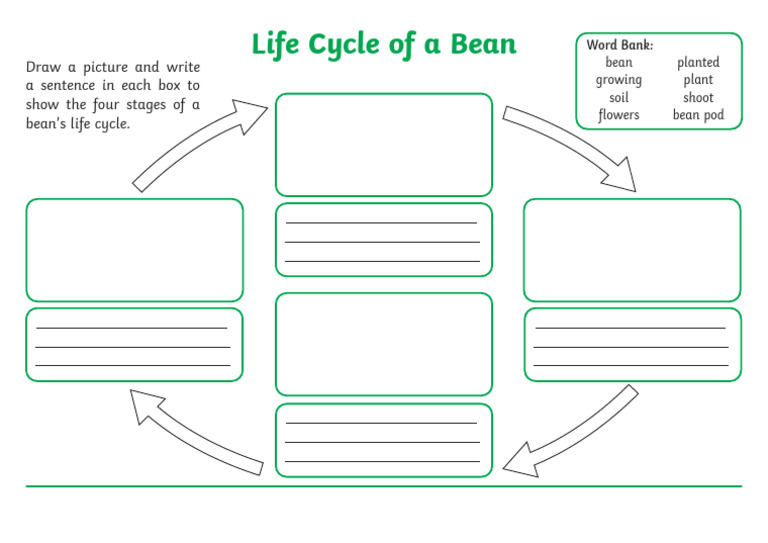 Bean Life Cycle Stages Explained | PDF