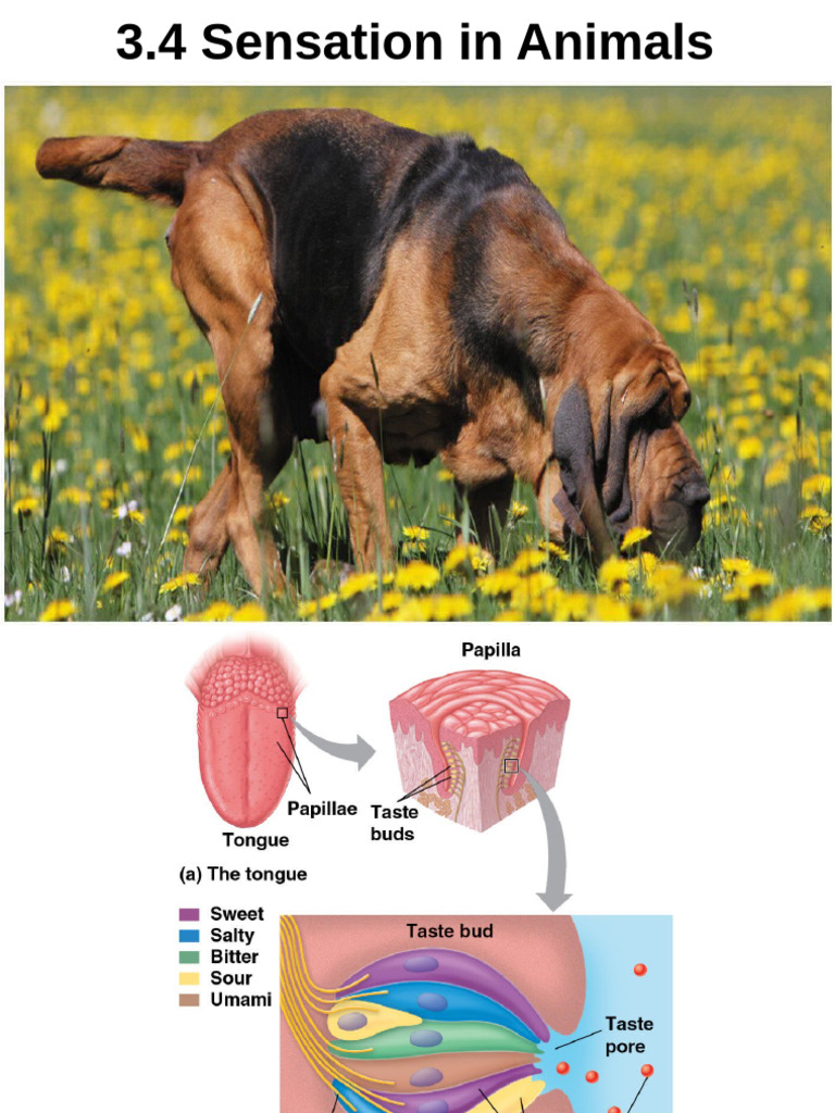 3.4 Sensation in Animals - SV | PDF | Skeletal Muscle | Skeleton